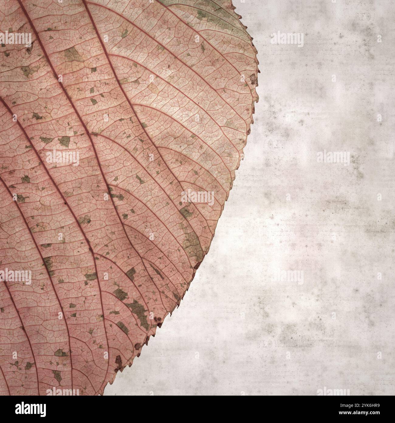 stylish square textured old paper background with Colorful leaf of ...