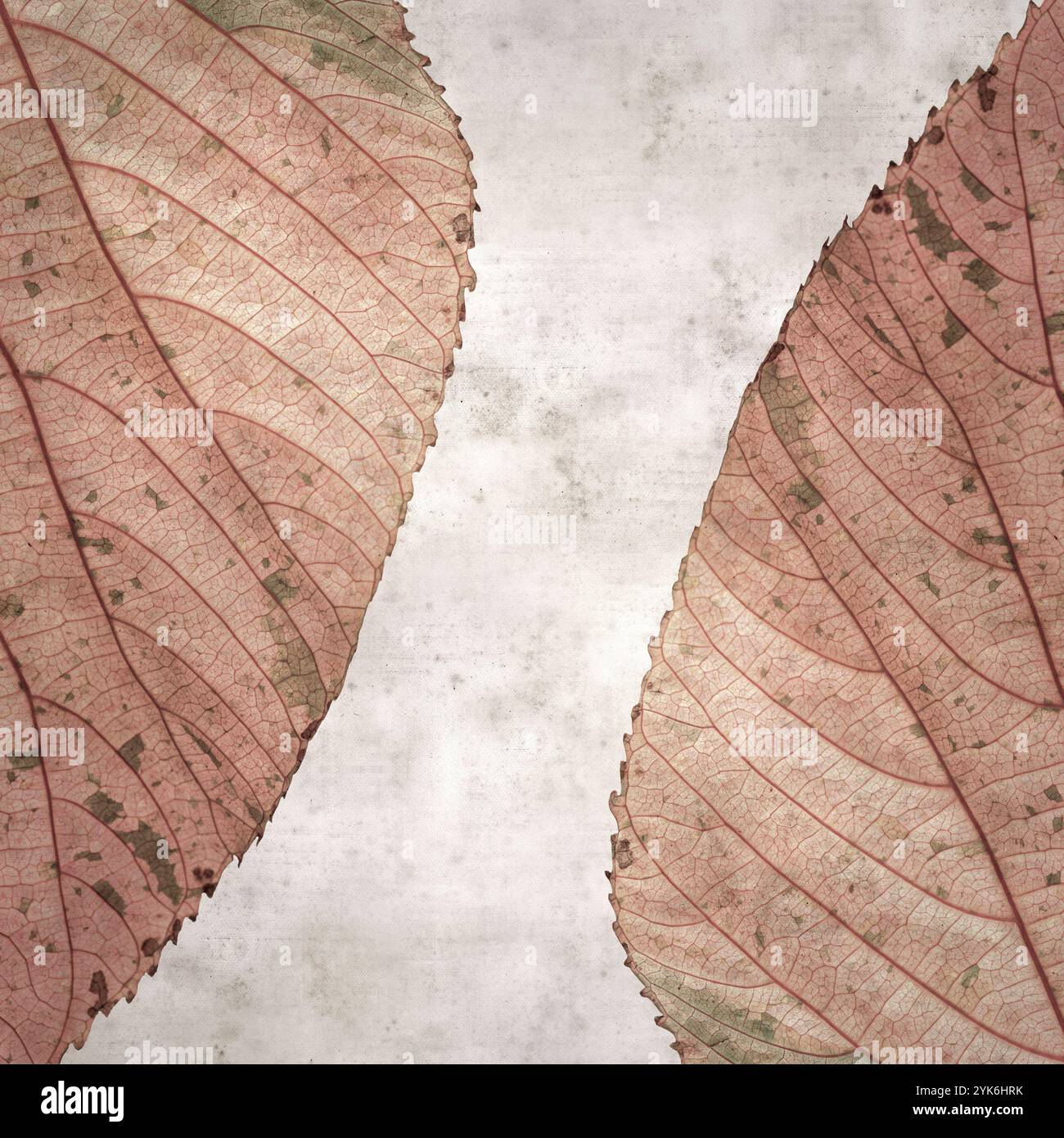 stylish square textured old paper background with Colorful leaf of ...