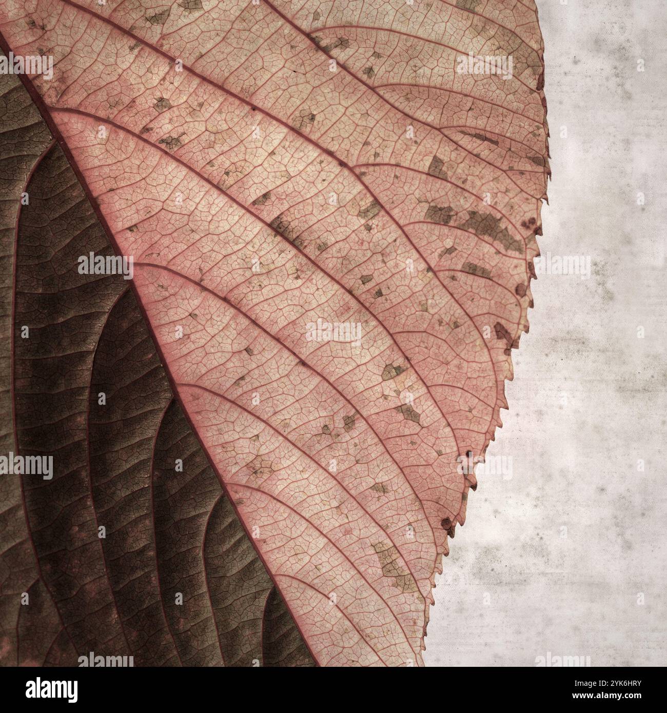 stylish square textured old paper background with Colorful leaf of ...