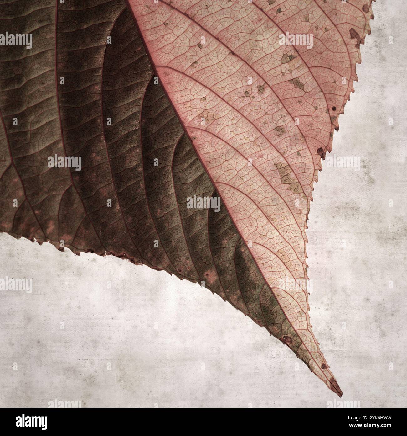 stylish square textured old paper background with Colorful leaf of ...