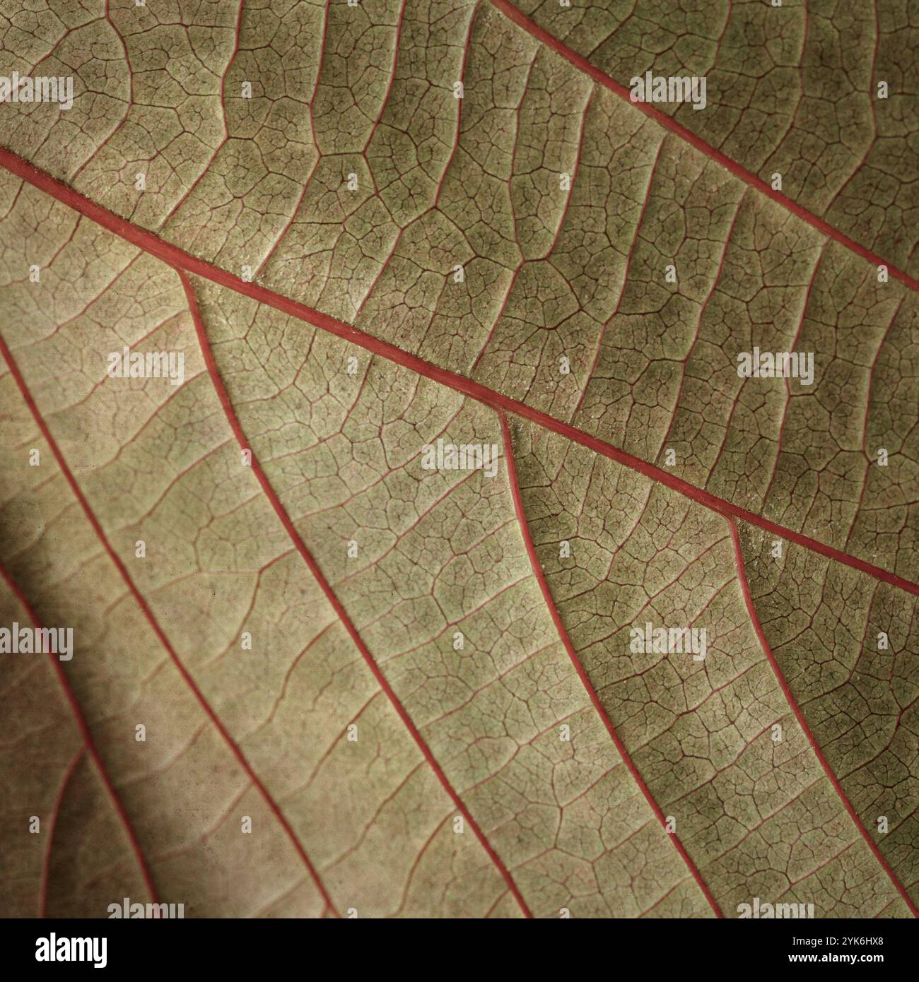 stylish square textured old paper background with Colorful leaf of ...