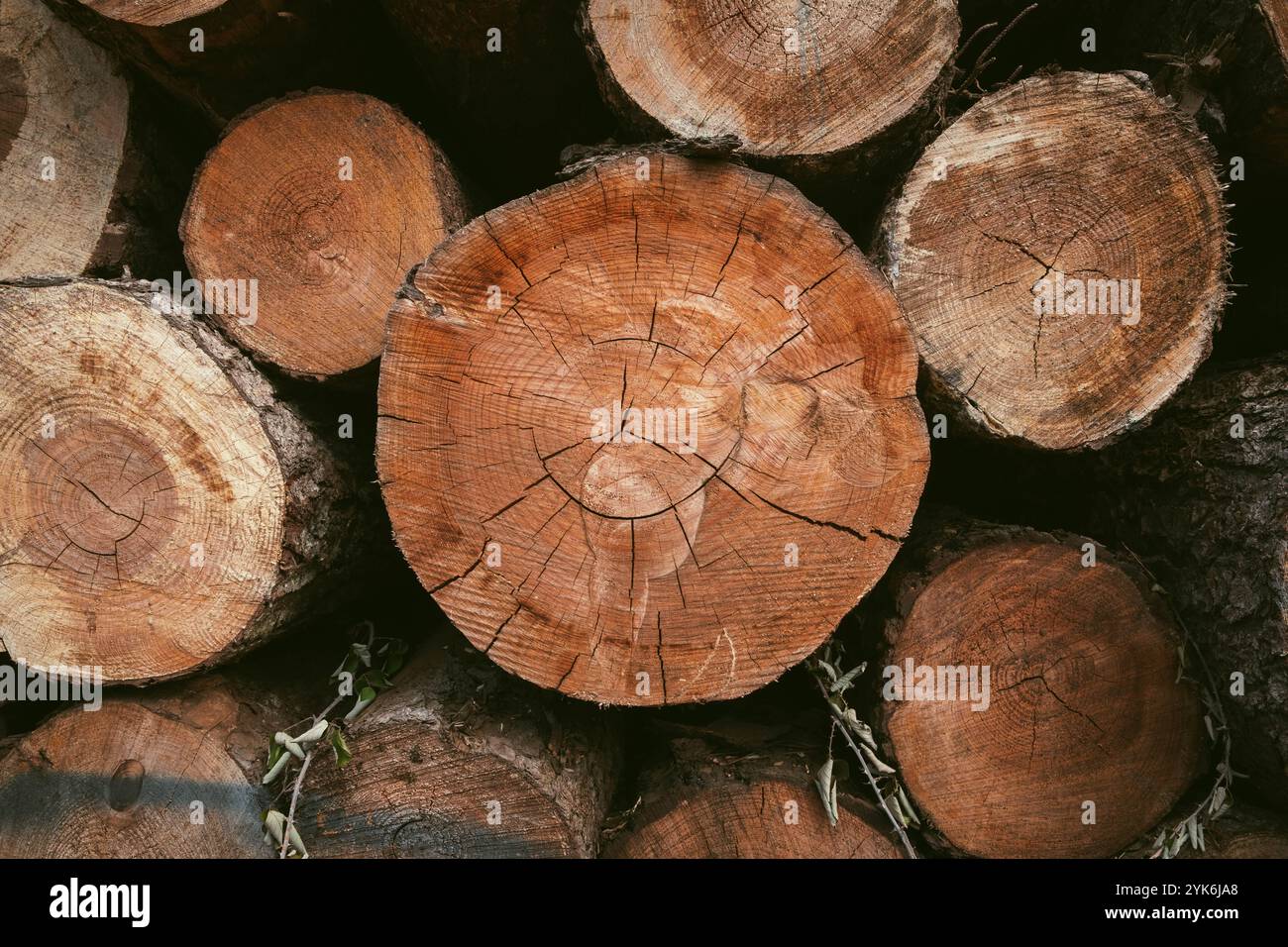 Close-Up of Tree Logs. Stacked Timber Logs , Natural Wood Texture ...