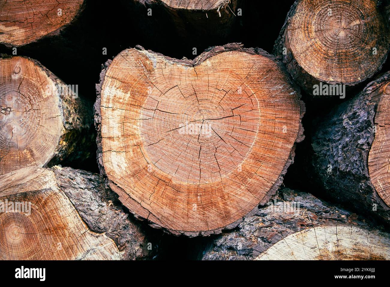 Close-Up of Tree Logs. Stacked Timber Logs , Natural Wood Texture ...