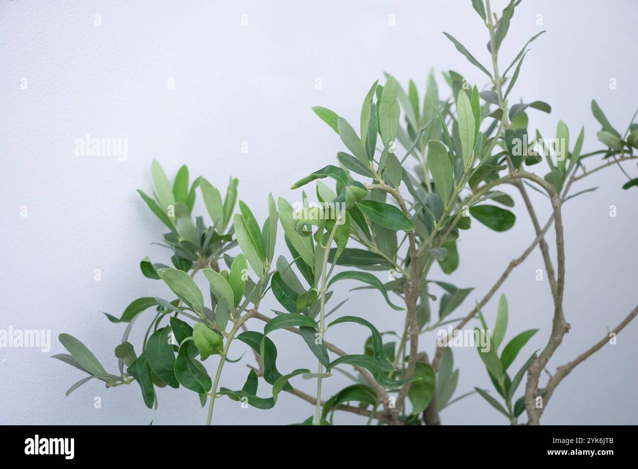 A close-up of an olive tree with green leaves against a white wall ...
