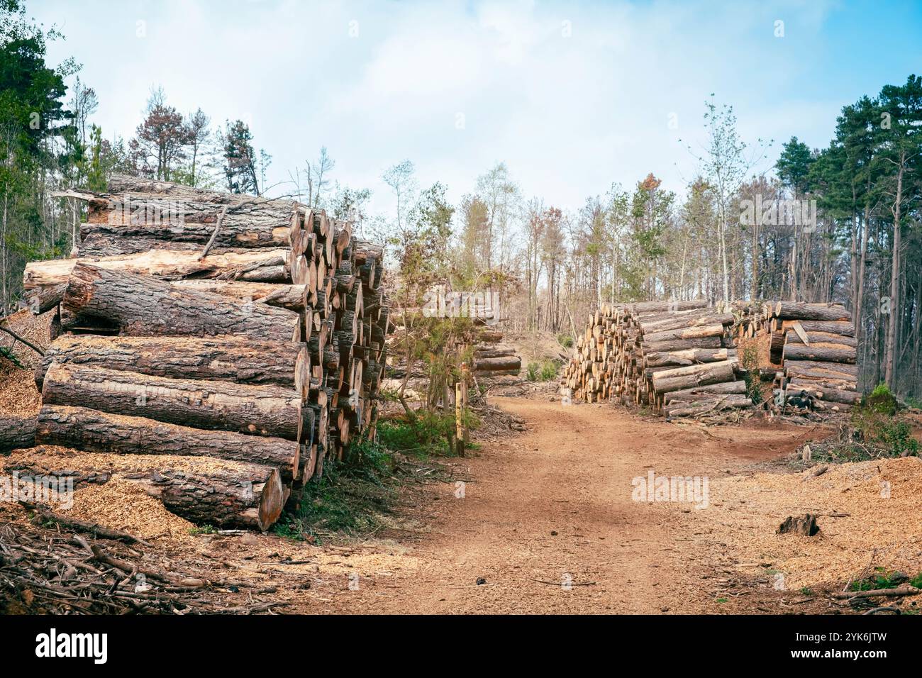 Deforestation Scene. Piles of tree trunks, logs prepared for Transport ...
