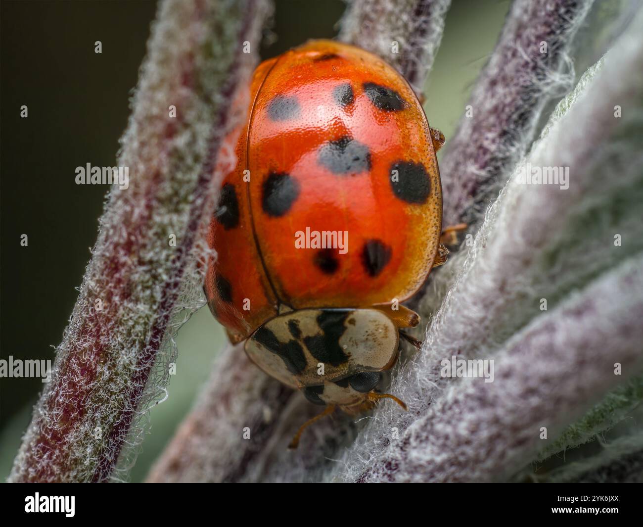 Featuring intricate spots hi-res stock photography and images - Alamy