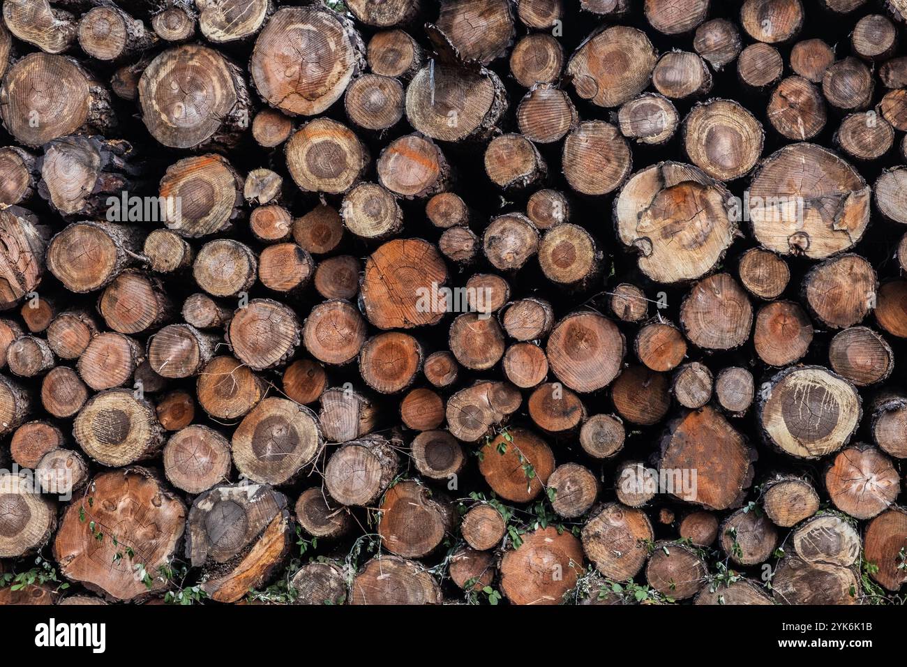 Stacked timber logs hi-res stock photography and images - Alamy