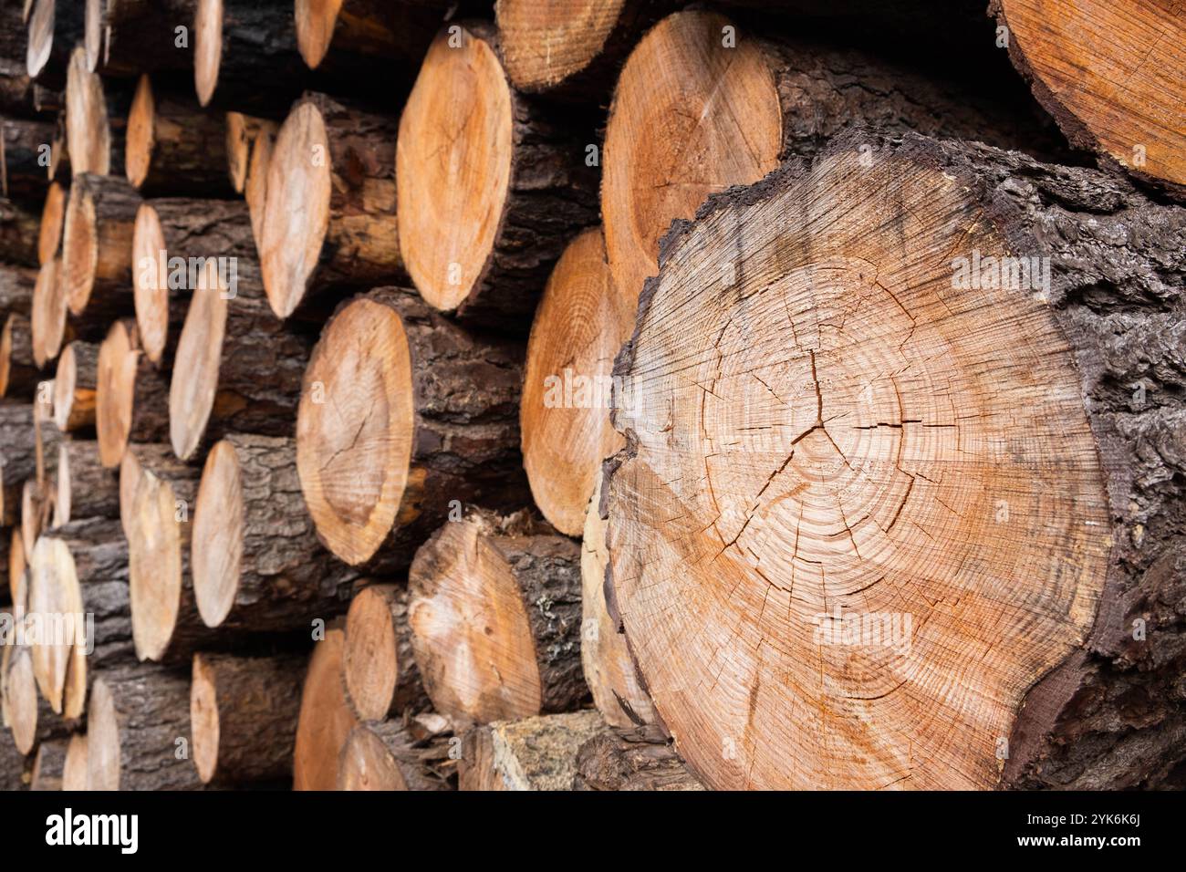 Close up stump chopped tree hi-res stock photography and images - Alamy