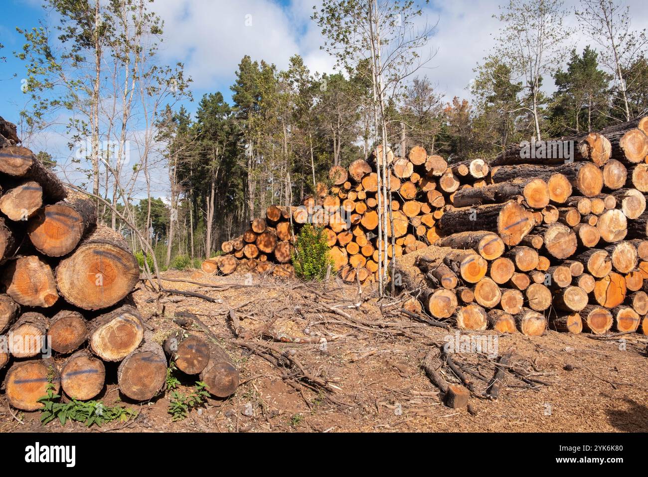 Stacked logs in forest. pile of cut trees, lumber industry scene Stock ...