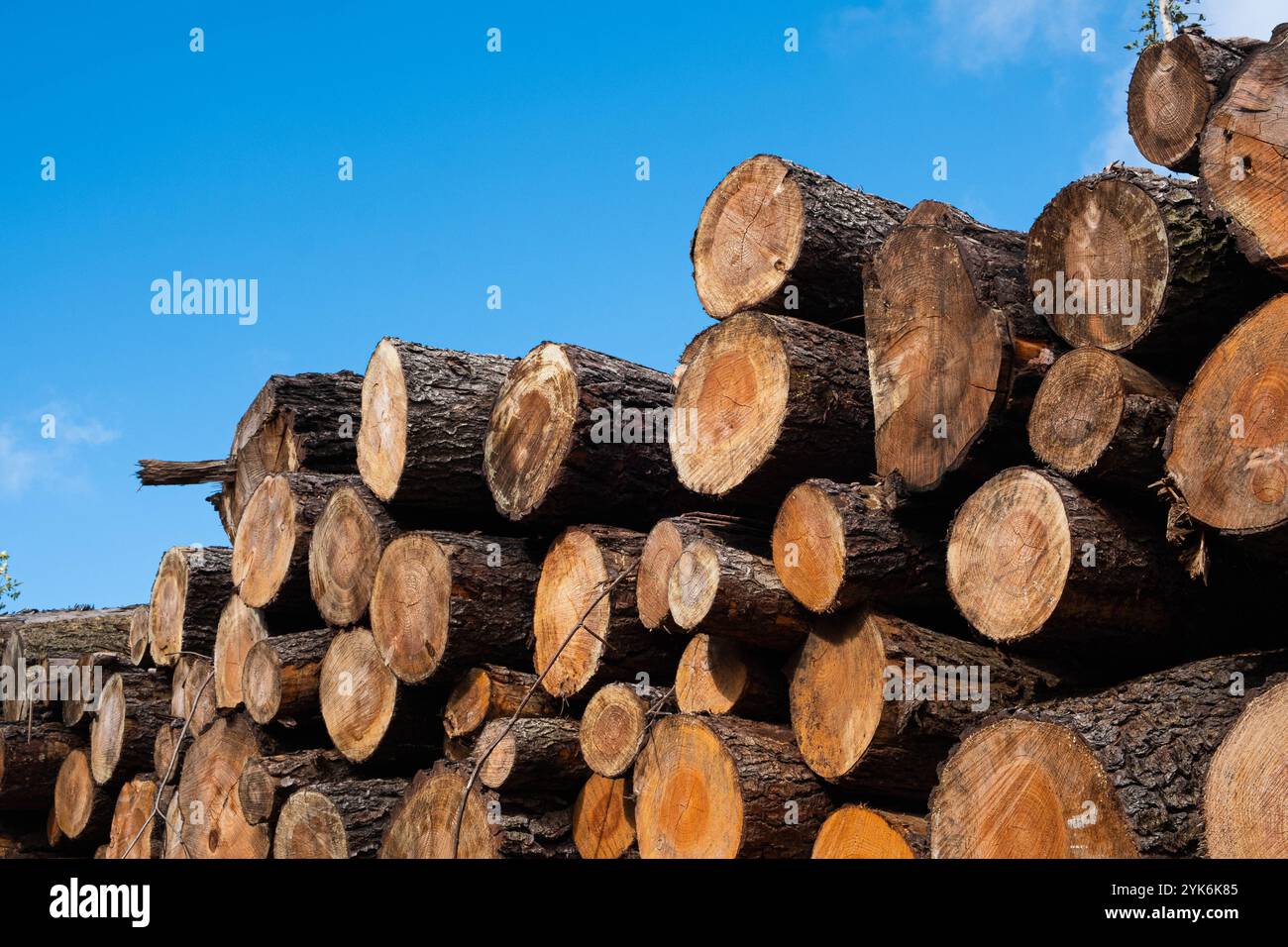 Stacked Timber Logs - cut trees Background Stock Photo - Alamy
