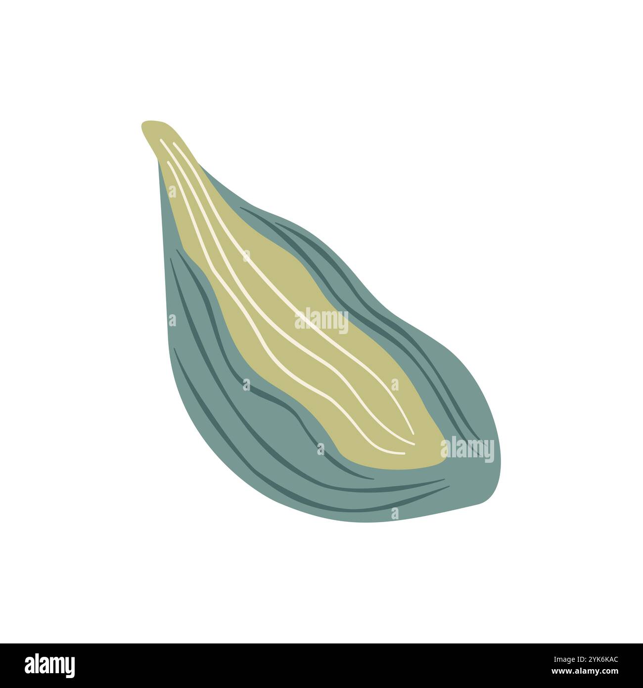 Hosta leaf isolated on white background. Stylized plant. Vector hand ...