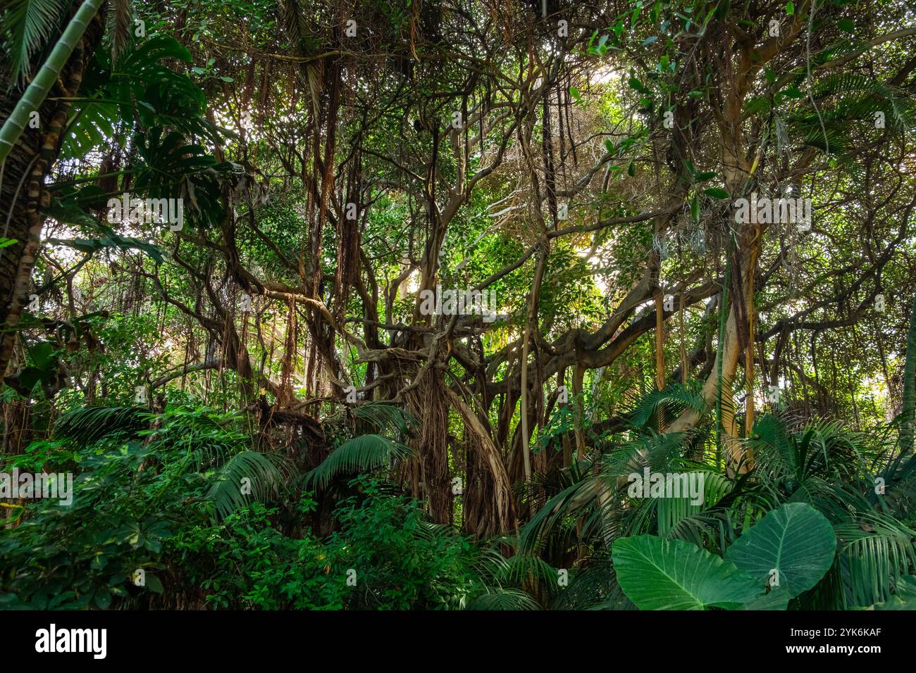Inside Jungle, rainforest nature. Tropical forest landscape Stock Photo ...
