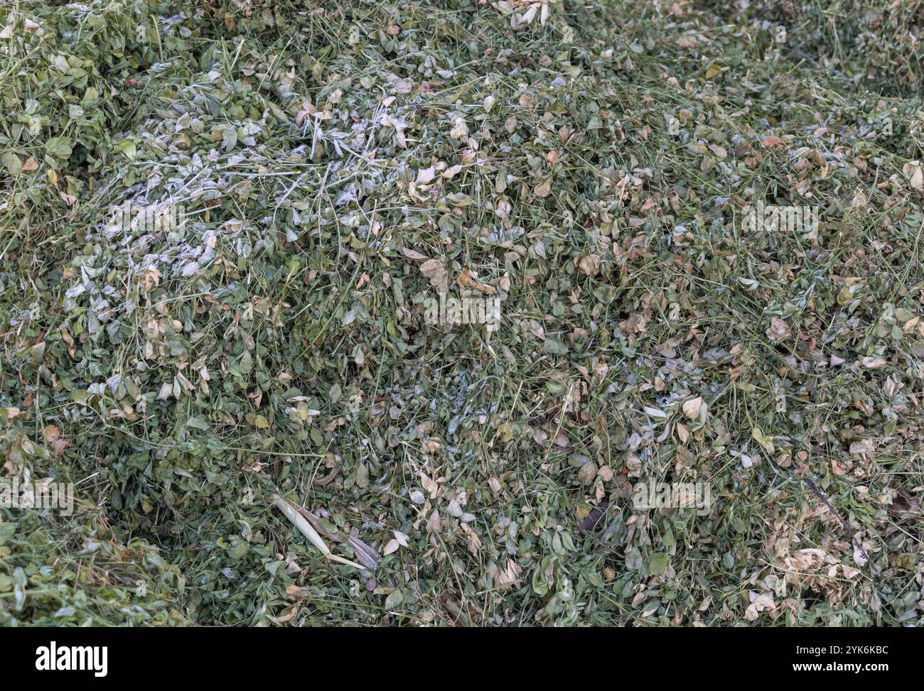 Pile of Freshly Cut Green Foliage and Leaves Drying Outdoors Stock ...