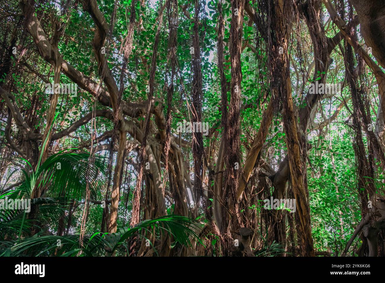 Rainforest nature hi-res stock photography and images - Alamy