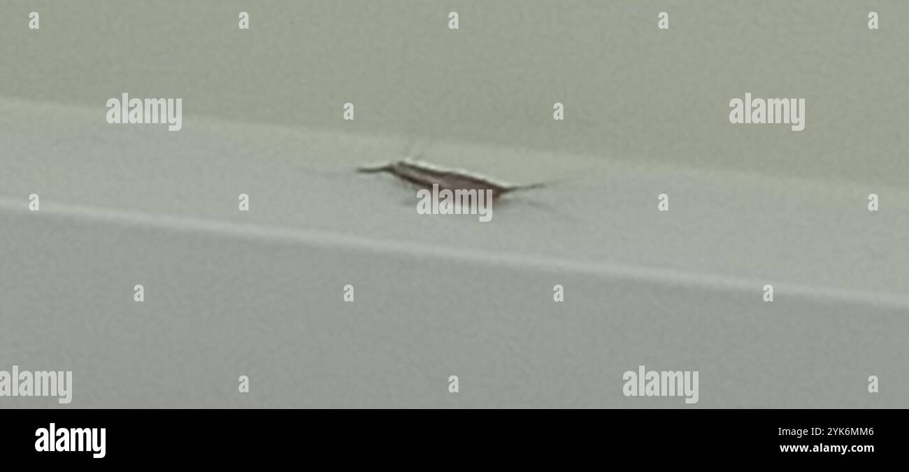 Ctenolepisma lineatum hi-res stock photography and images - Alamy