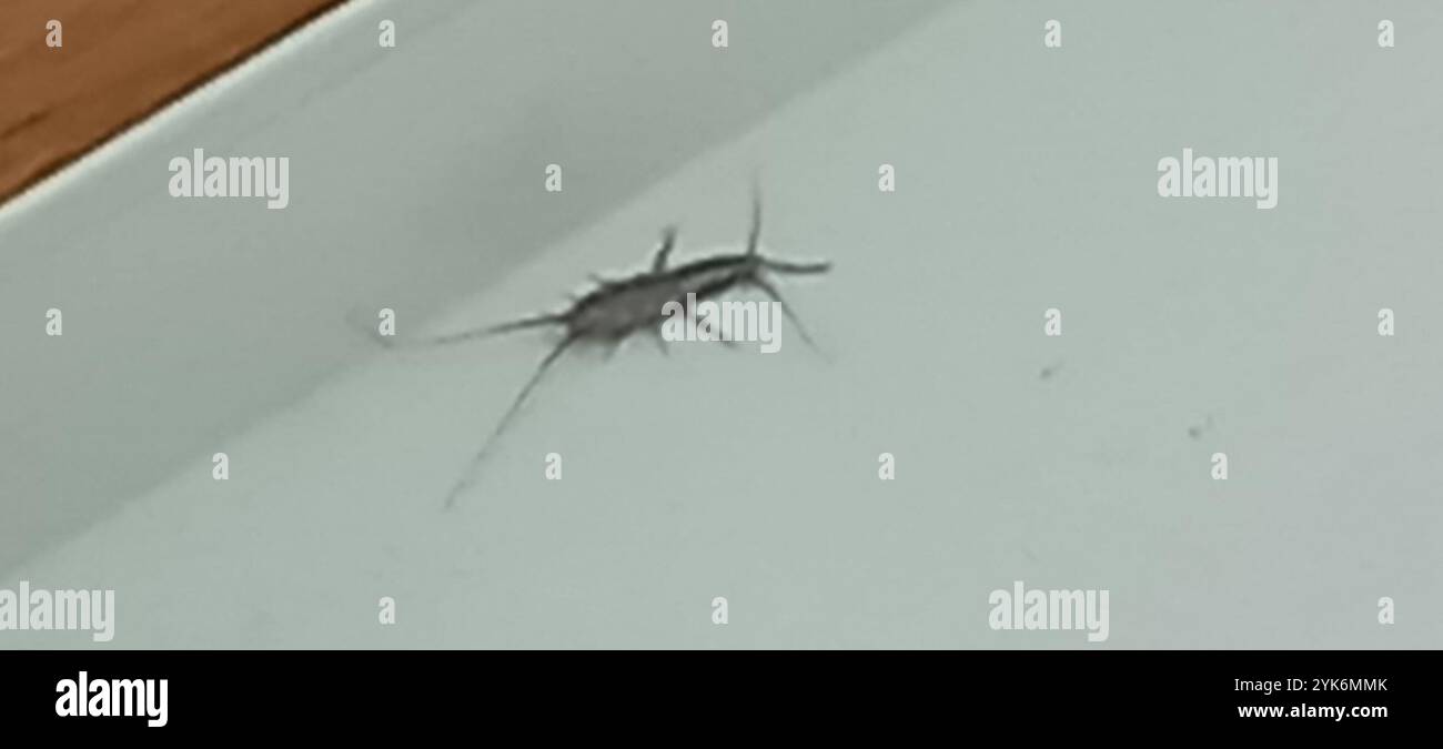 Ctenolepisma lineatum hi-res stock photography and images - Alamy