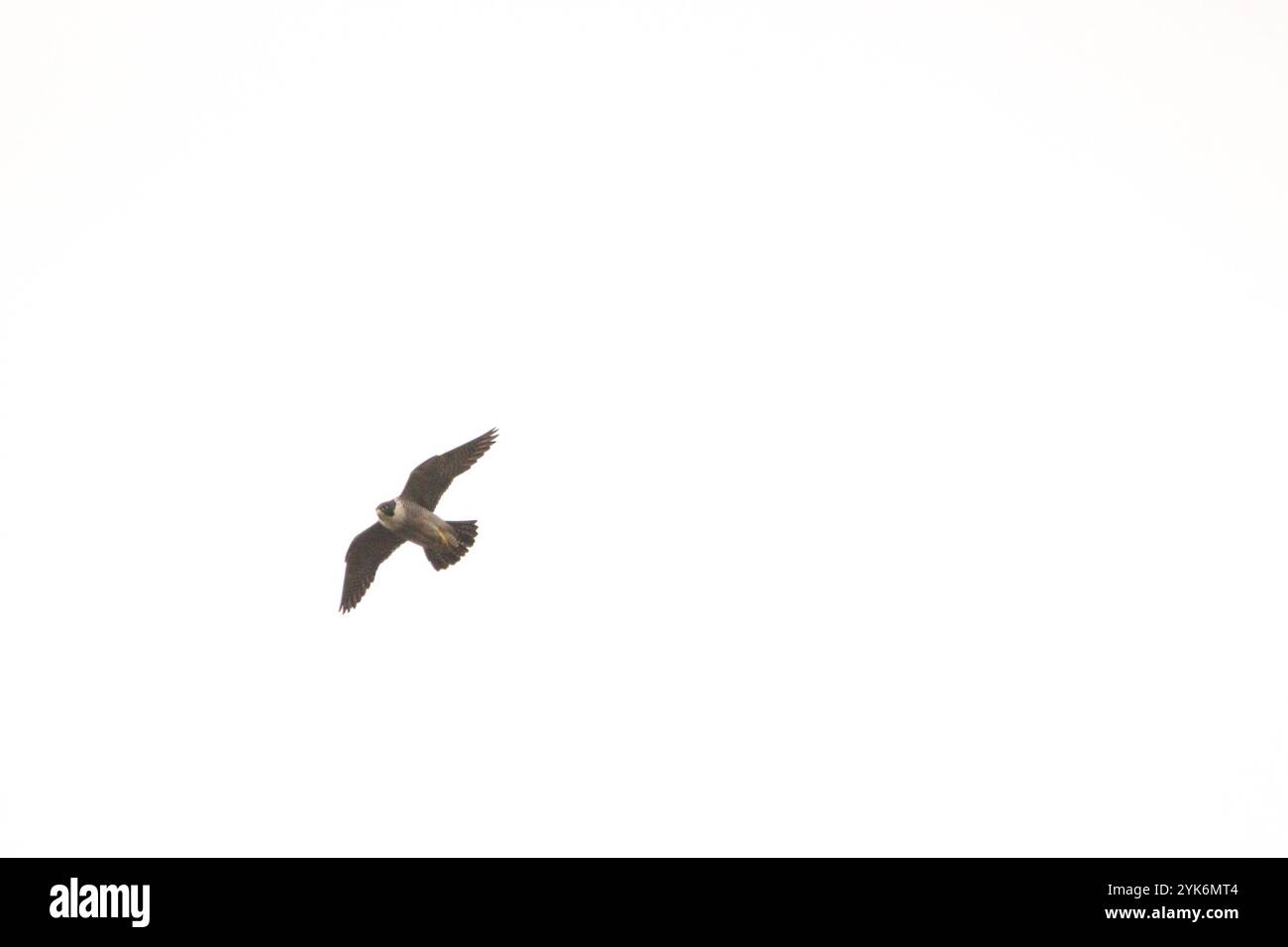 Peregrine falco Cut Out Stock Images & Pictures - Alamy
