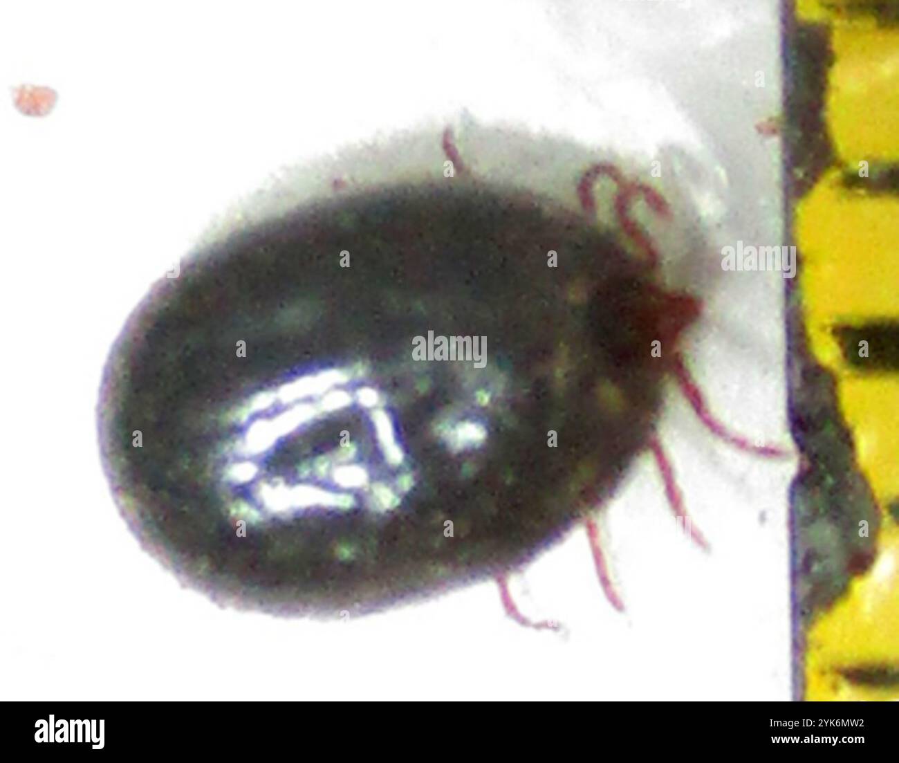 Pepper Ticks (Rhipicephalus Stock Photo - Alamy