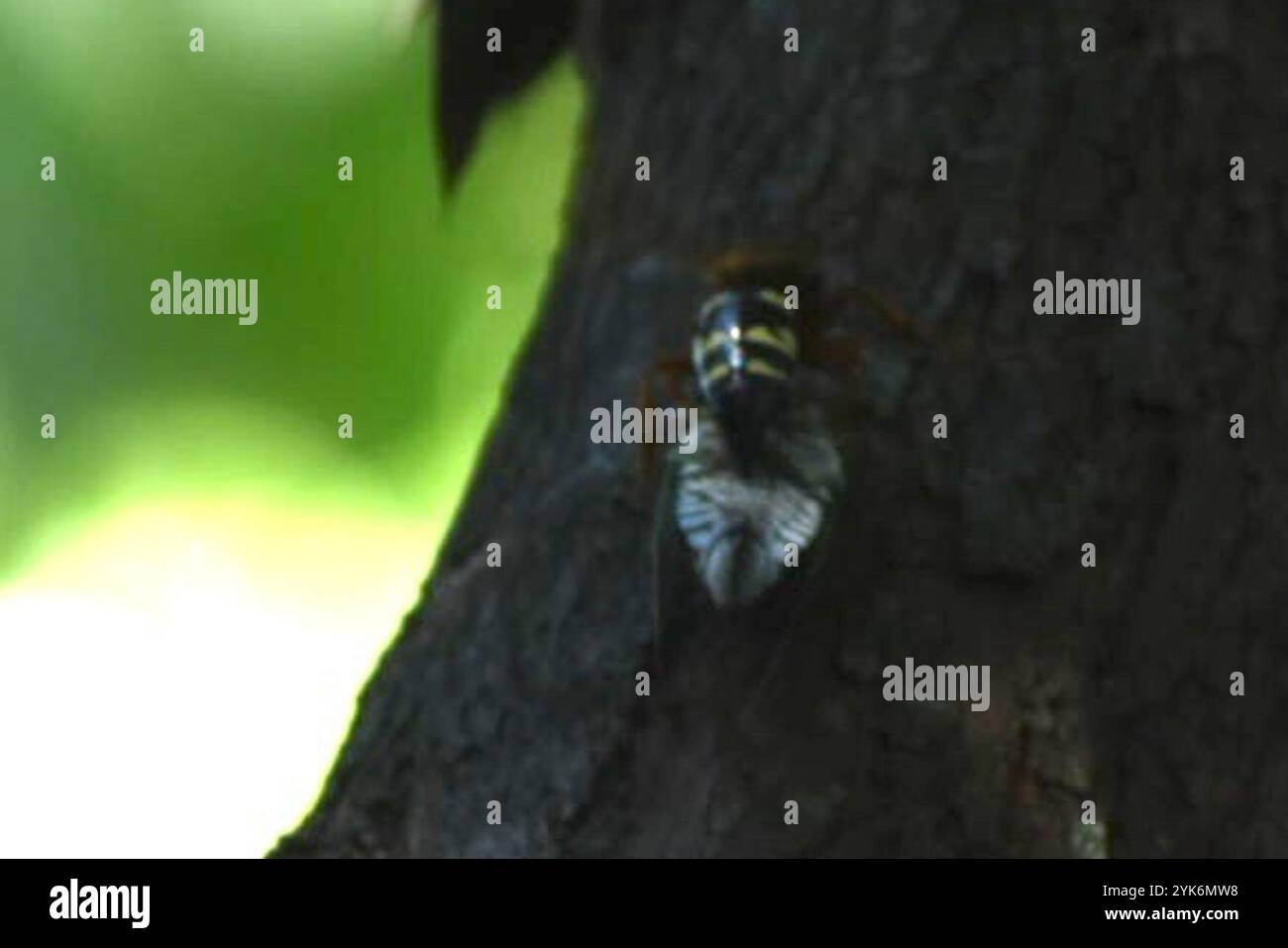 Eastern Cicada-killer Wasp (Sphecius speciosus Stock Photo - Alamy