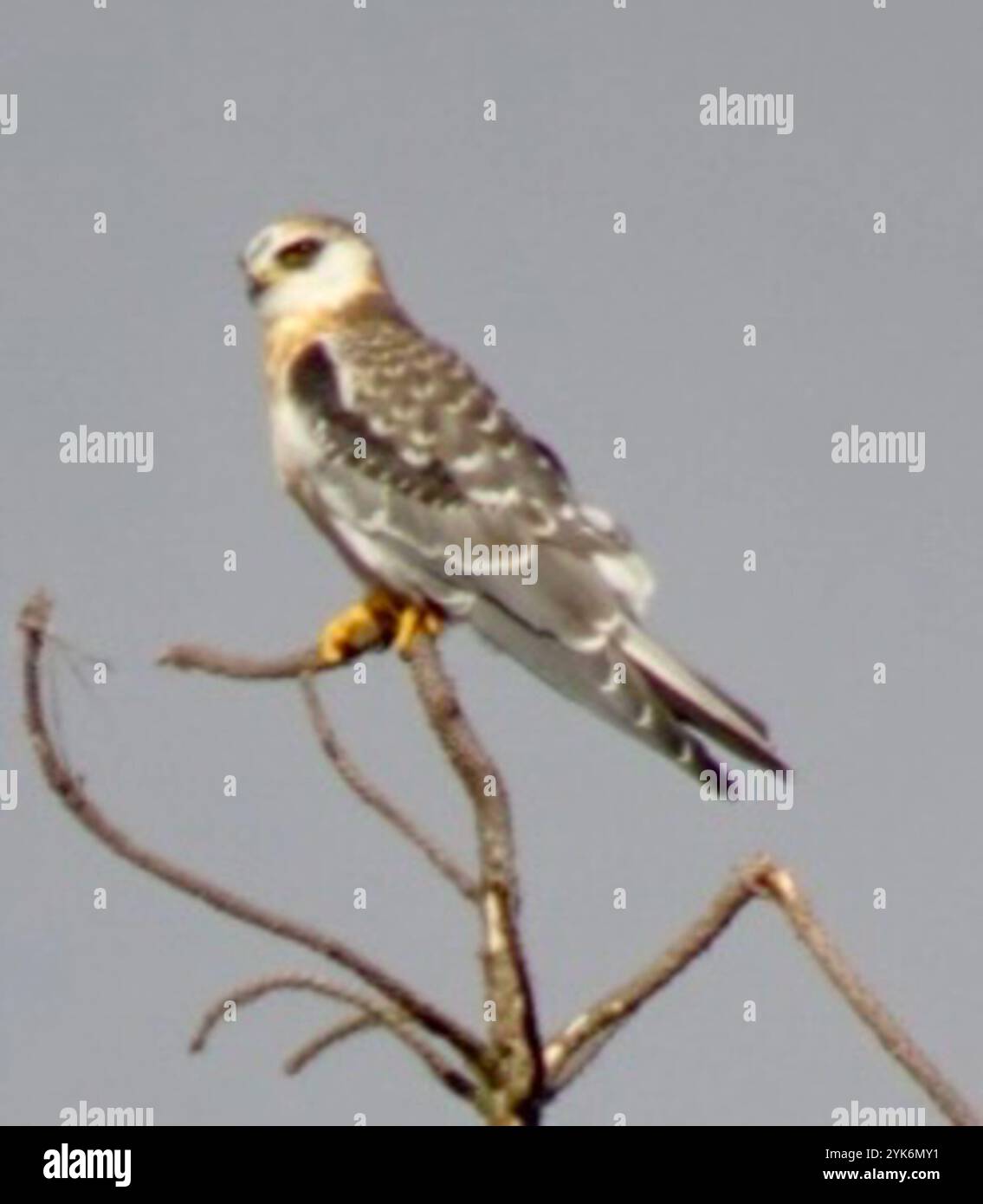 White-tailed Kite (Elanus leucurus Stock Photo - Alamy