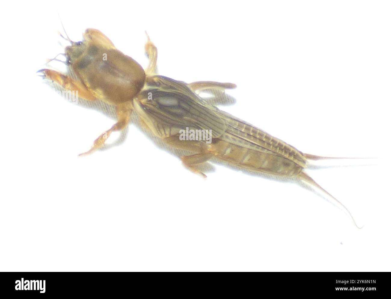 Northern Mole Cricket (Neocurtilla hexadactyla Stock Photo - Alamy