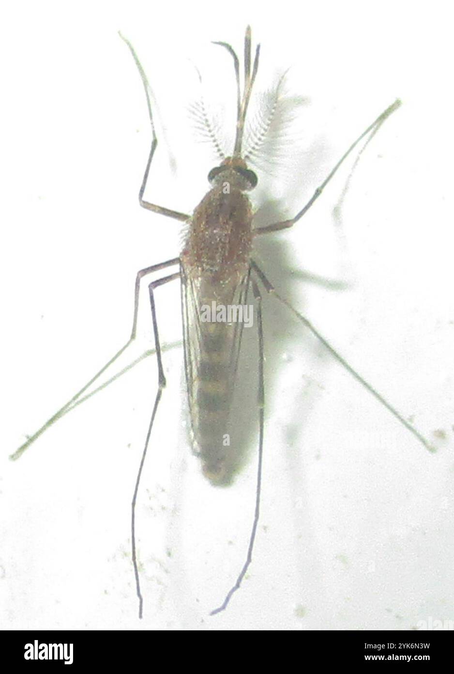 Culicine hi-res stock photography and images - Alamy