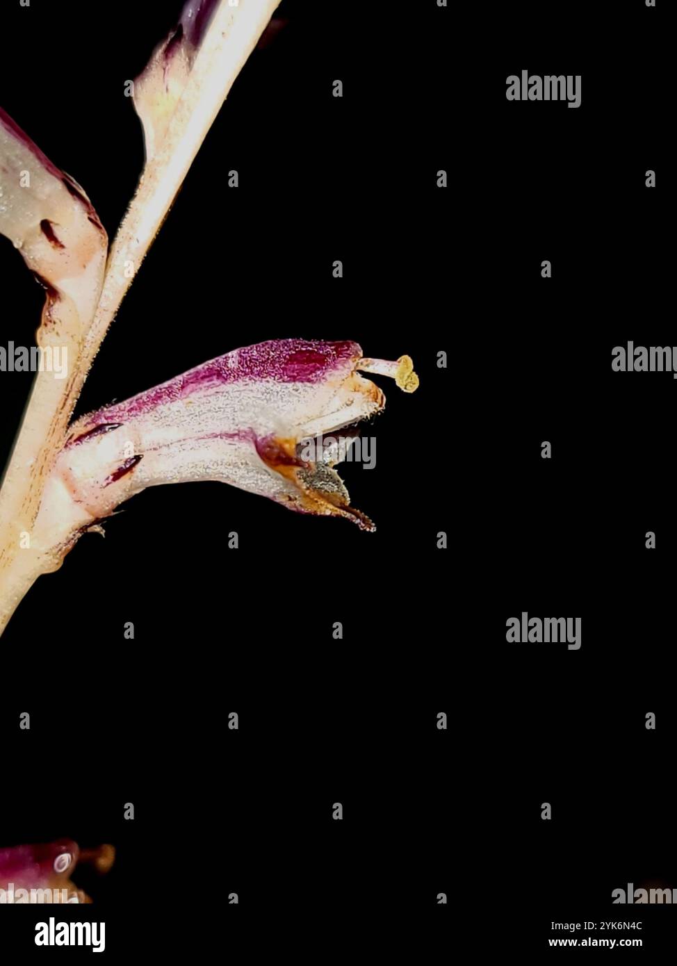 Beechdrops (Epifagus virginiana Stock Photo - Alamy