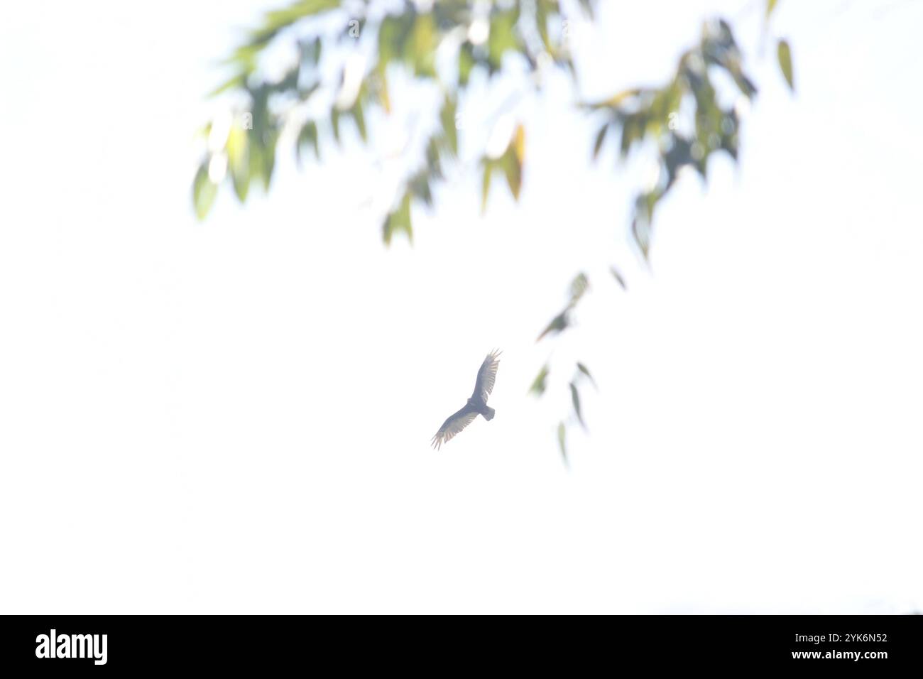 Turkey and Yellow-headed Vultures (Cathartes Stock Photo - Alamy