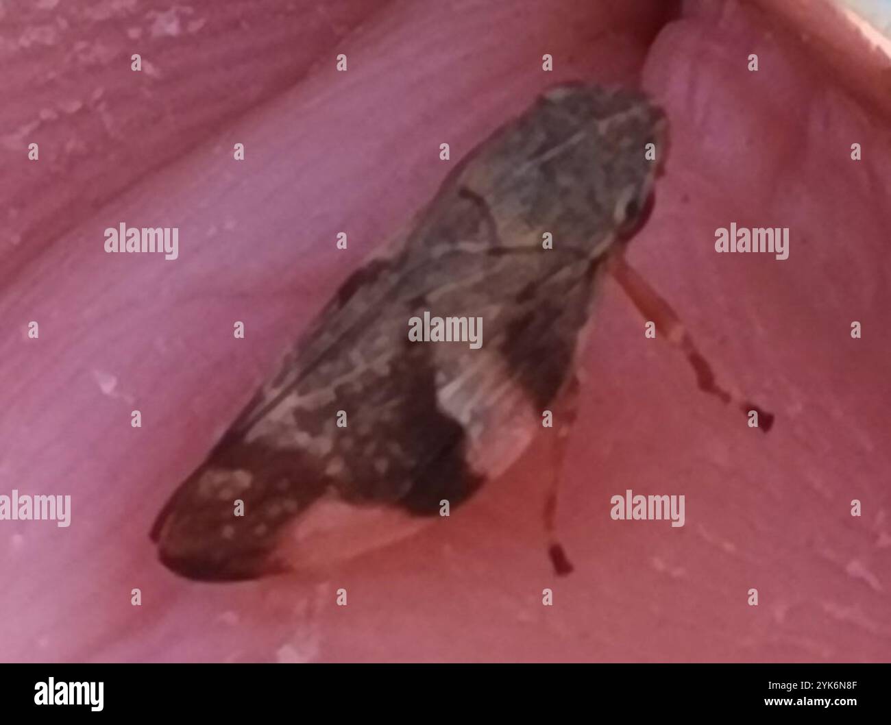 Alder Spittlebug (Aphrophora alni Stock Photo - Alamy