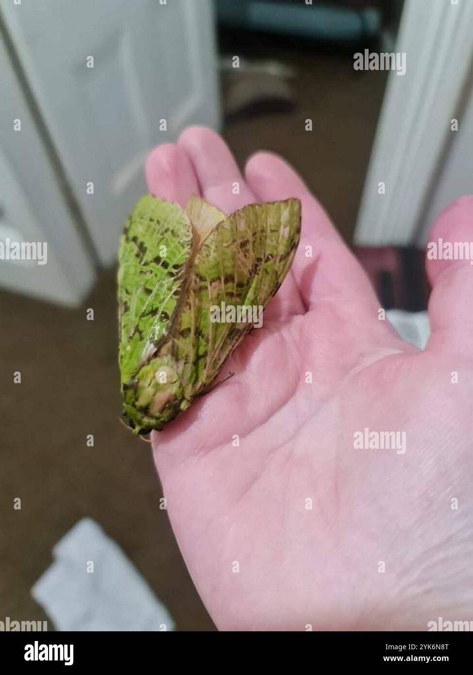 Puriri moth hi-res stock photography and images - Alamy