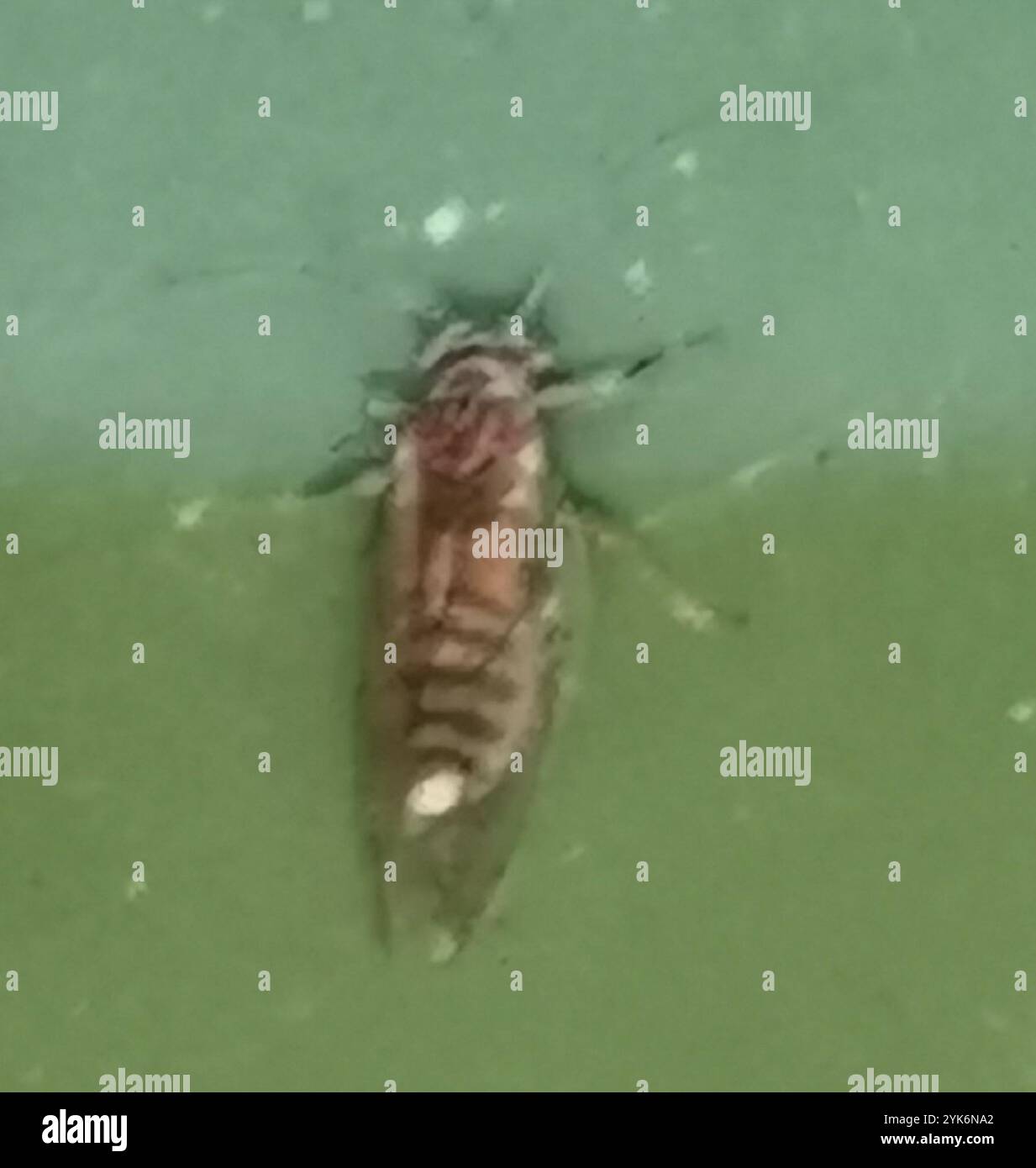 Psylloidea hi-res stock photography and images - Alamy