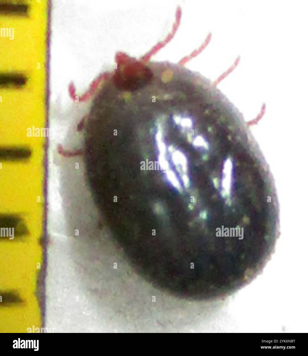 Rhipicephalus hi-res stock photography and images - Alamy