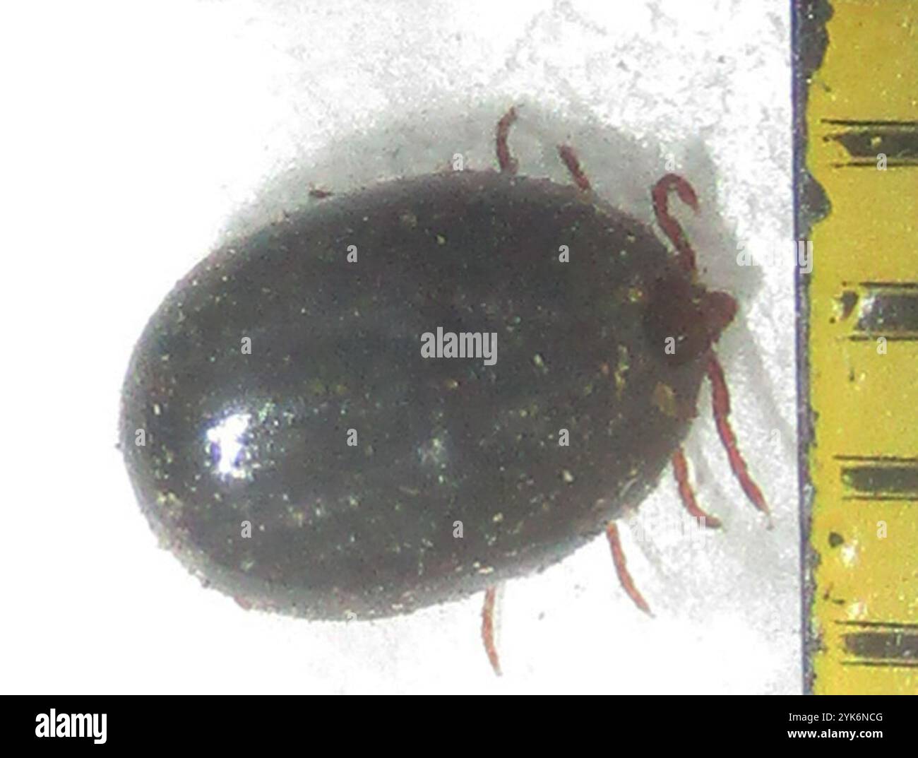 Pepper Ticks (Rhipicephalus Stock Photo - Alamy