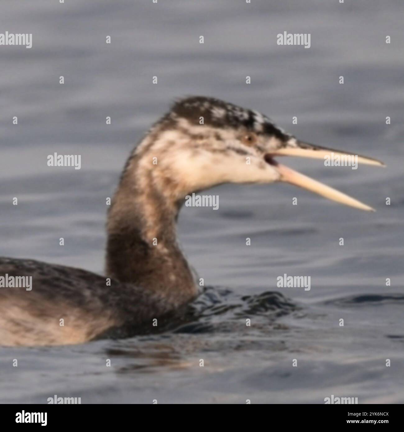 Great Grebe (Podiceps major Stock Photo - Alamy