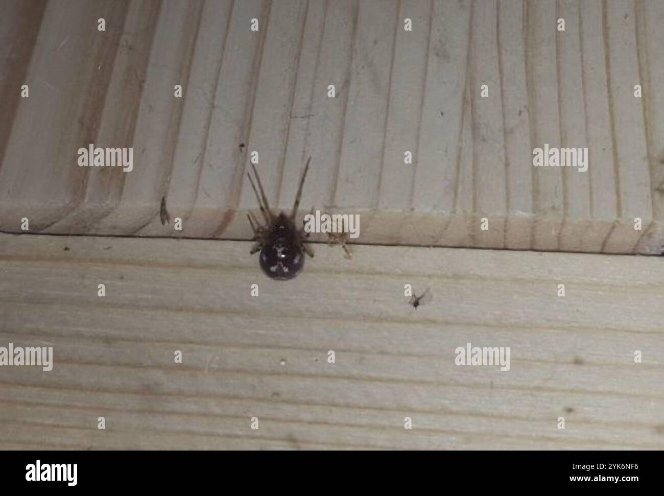 Triangulate Combfoot (Steatoda triangulosa Stock Photo - Alamy