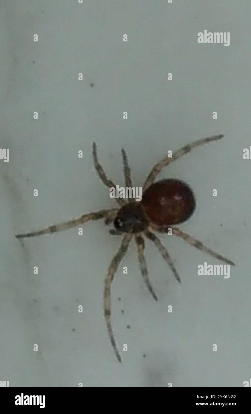 Rabbit Hutch Spider (Steatoda bipunctata Stock Photo - Alamy