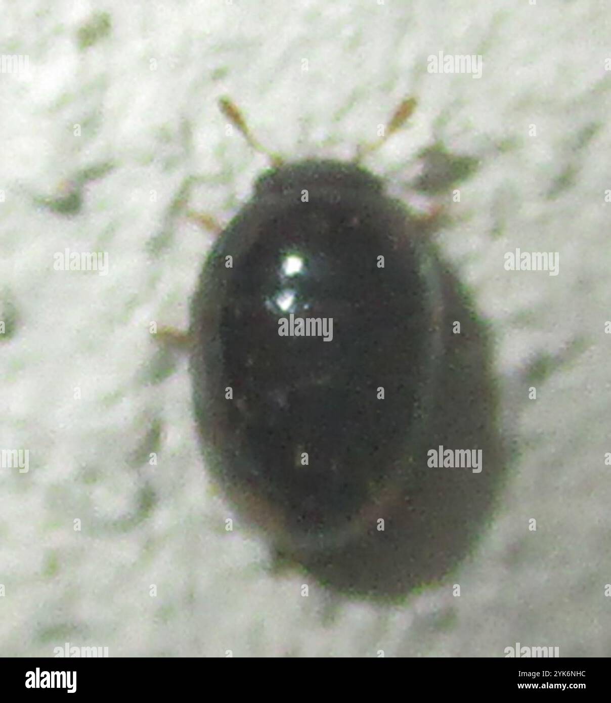 Phalacridae hi-res stock photography and images - Alamy