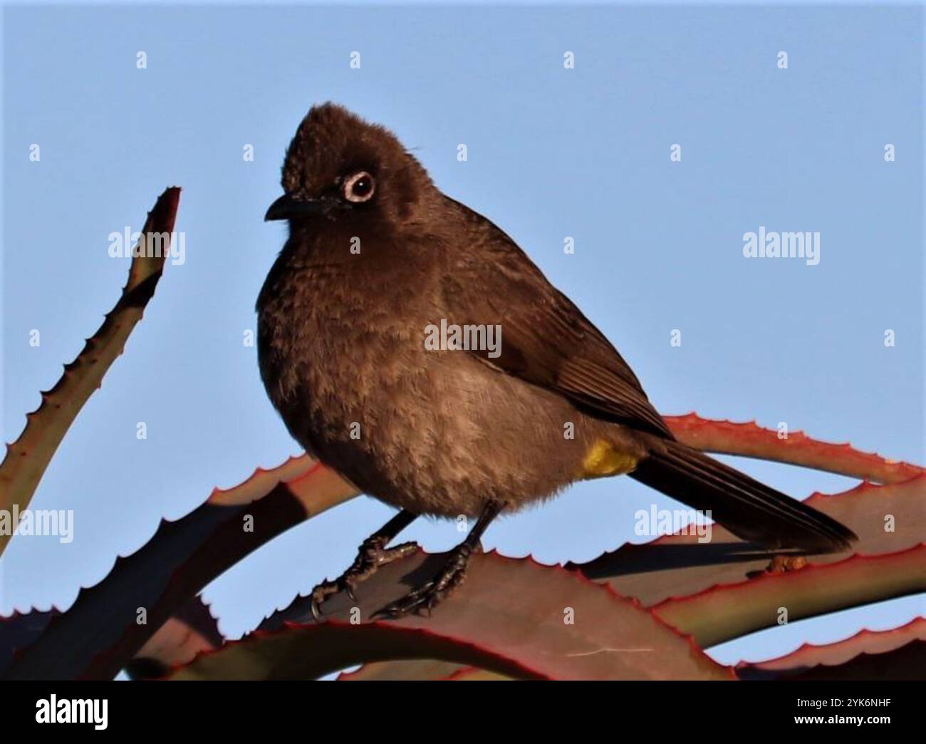 Cape Bulbul (Pycnonotus capensis Stock Photo - Alamy
