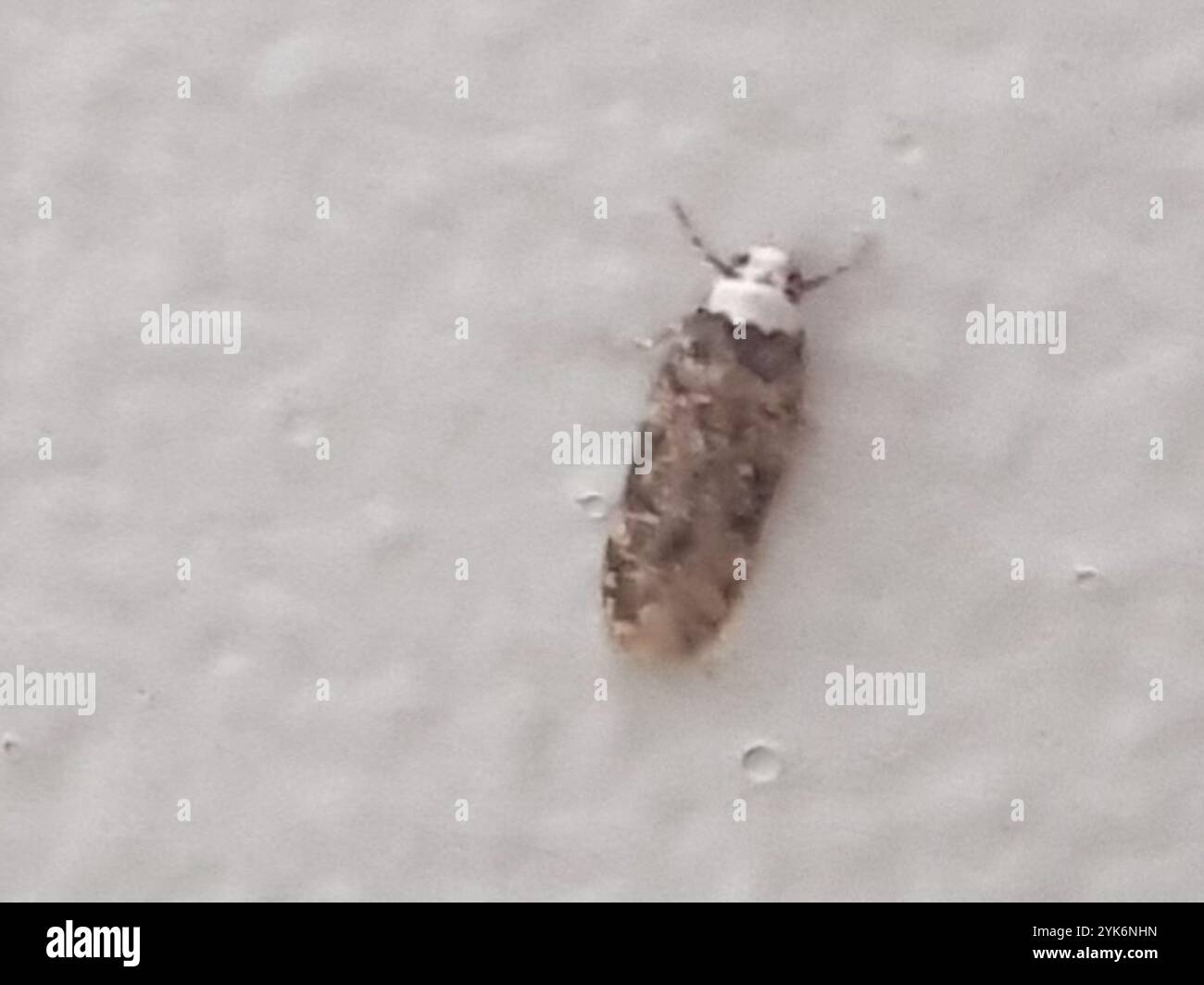 White-shouldered House Moth (Endrosis sarcitrella Stock Photo - Alamy