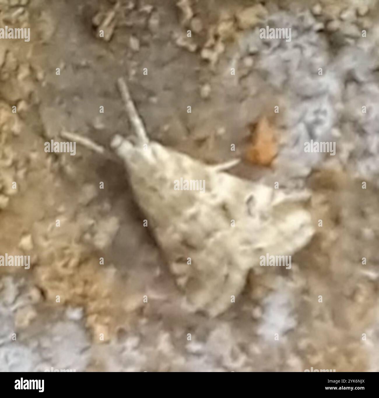 Old World Webworm (Hellula undalis Stock Photo - Alamy