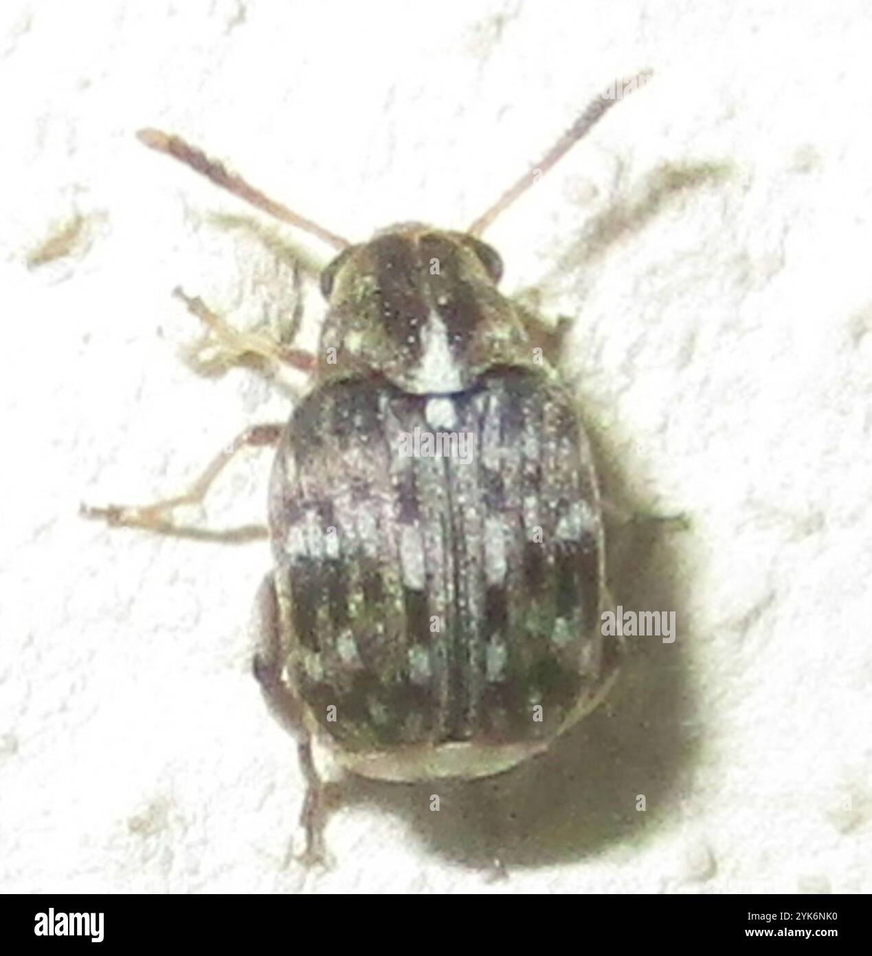 Pea weevils hi-res stock photography and images - Alamy