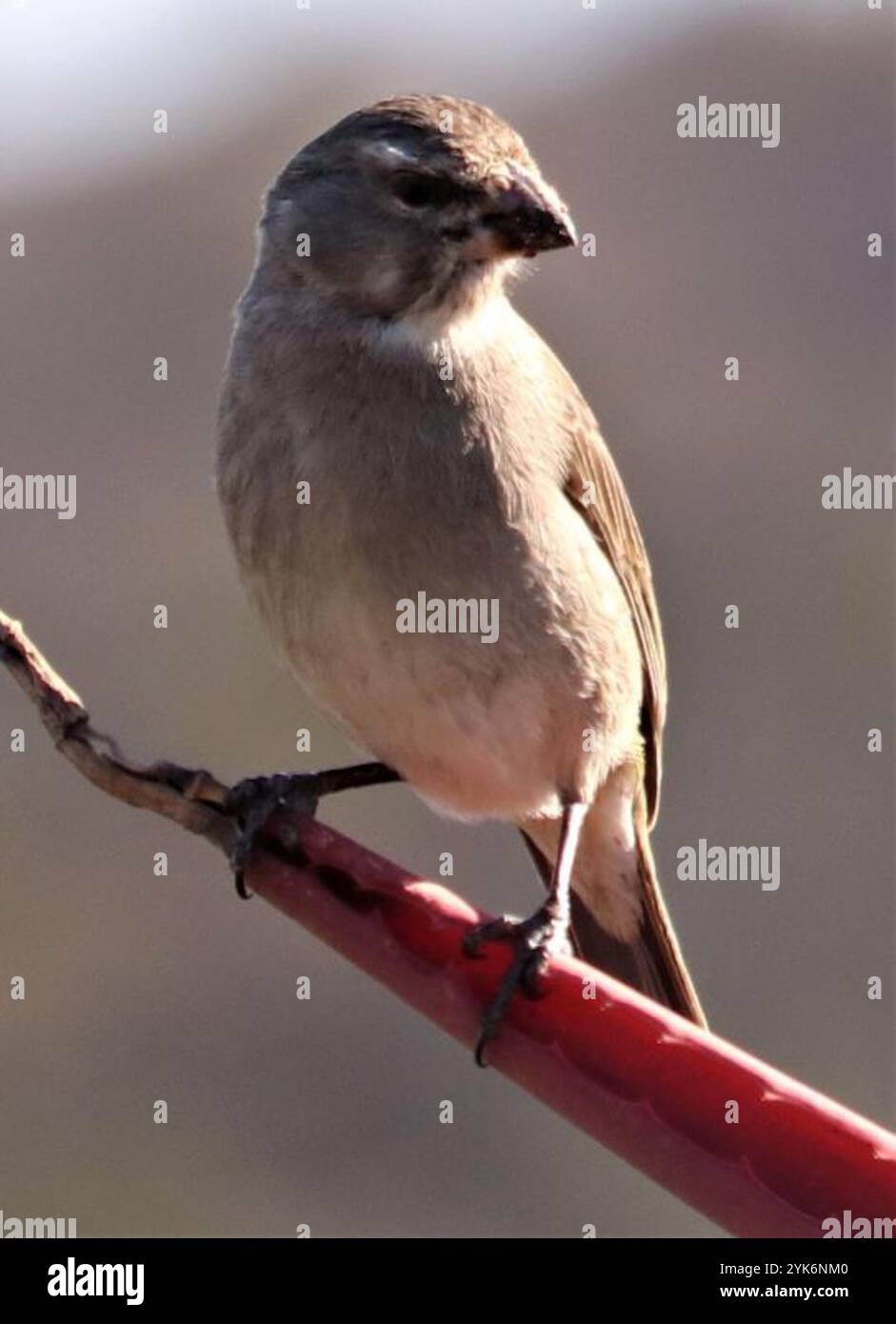 White throated canary hi-res stock photography and images - Alamy
