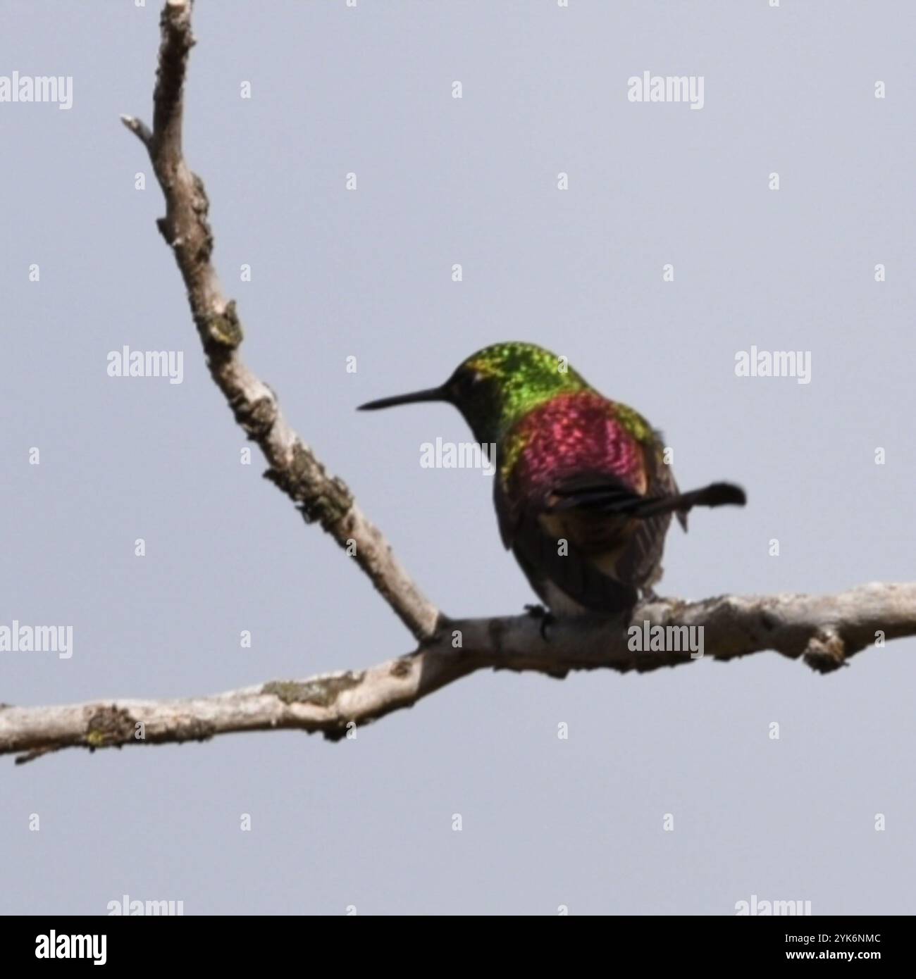 Sappho comet hi-res stock photography and images - Alamy