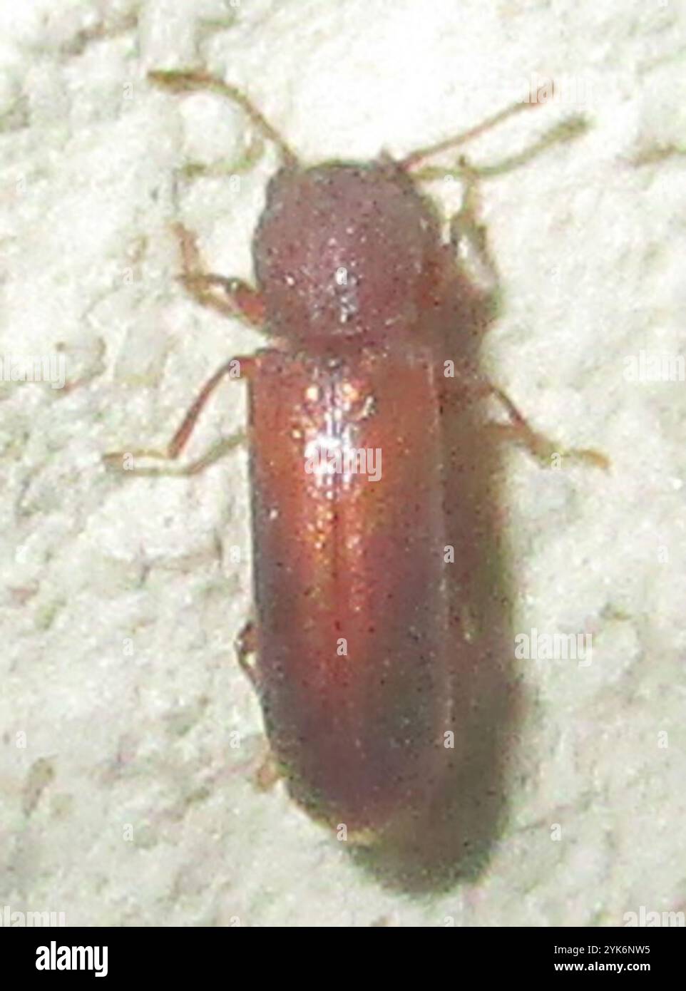 Powder-post Beetles (Lyctinae Stock Photo - Alamy