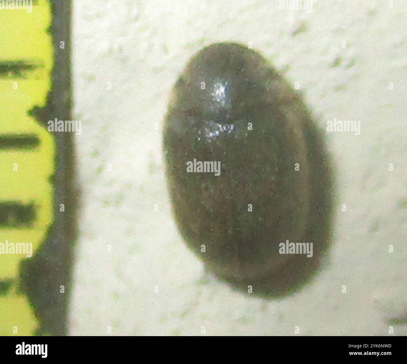 Deathwatch, Spider, and Wood-borer Beetles (Ptinidae Stock Photo - Alamy