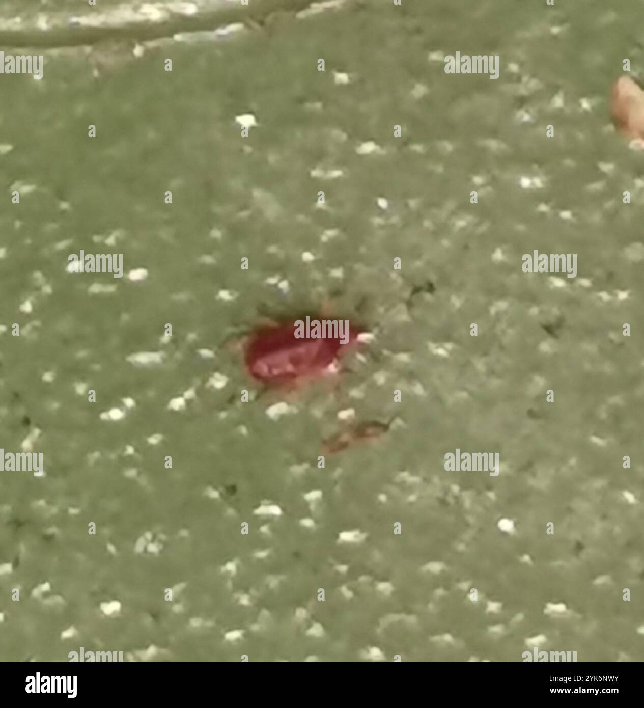 Sumo Mites (Allothrombium Stock Photo - Alamy