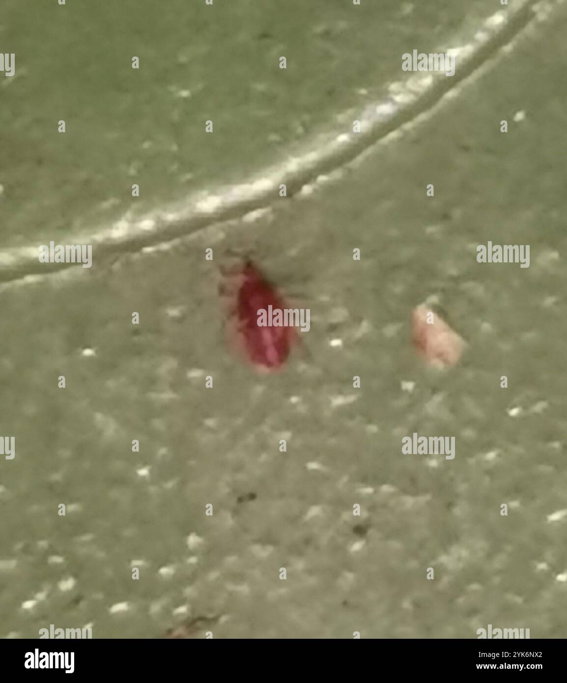 Sumo Mites (Allothrombium Stock Photo - Alamy