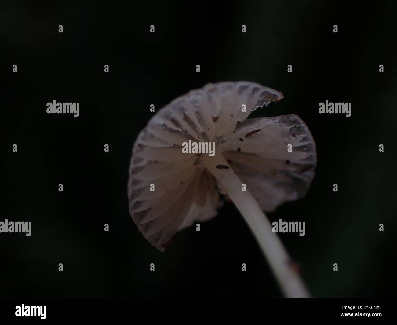 Fairy Parachutes (Marasmiellus candidus Stock Photo - Alamy