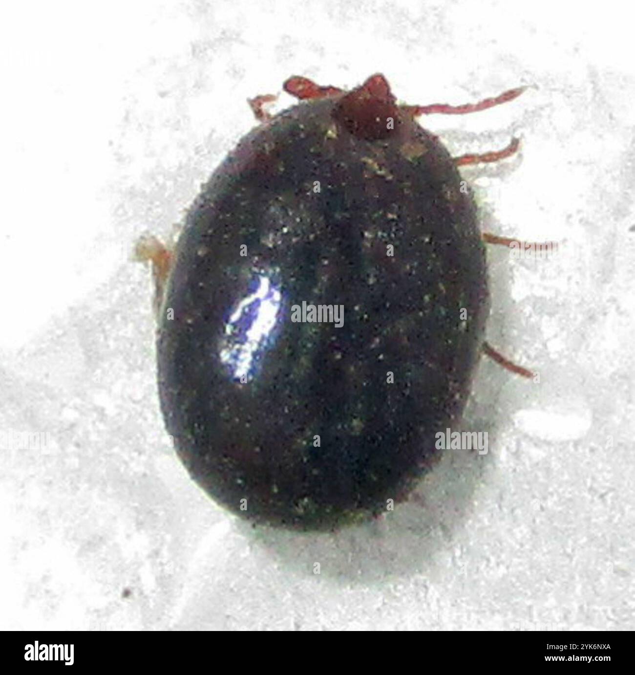 Pepper Ticks (Rhipicephalus Stock Photo - Alamy