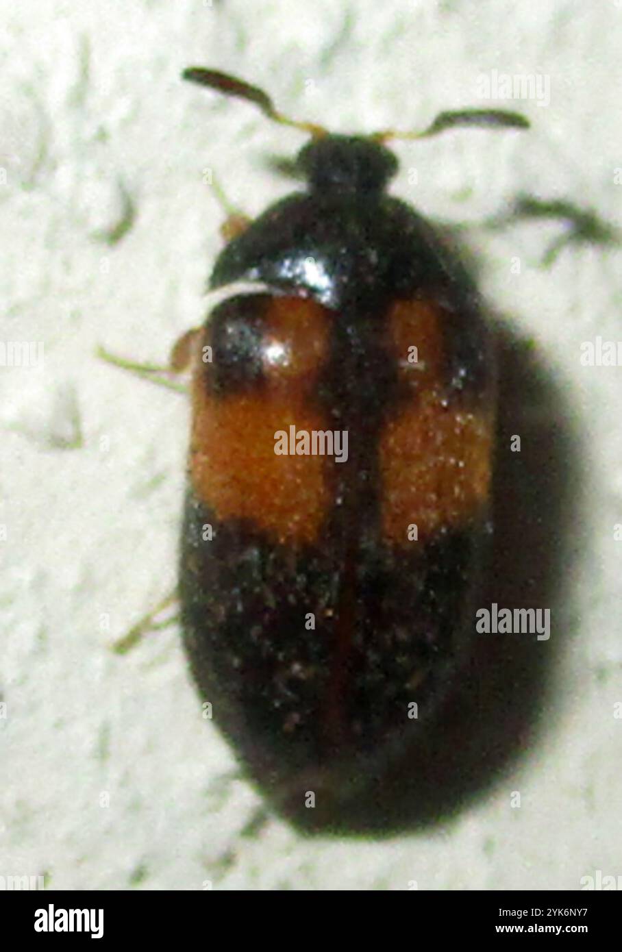 Attagenus hi-res stock photography and images - Alamy